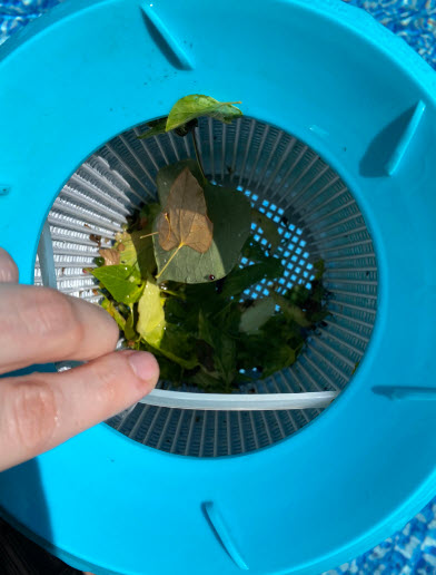 Crystal Clear Pool Water with Intex Pool Wall Mount Skimmer!Intex Pools